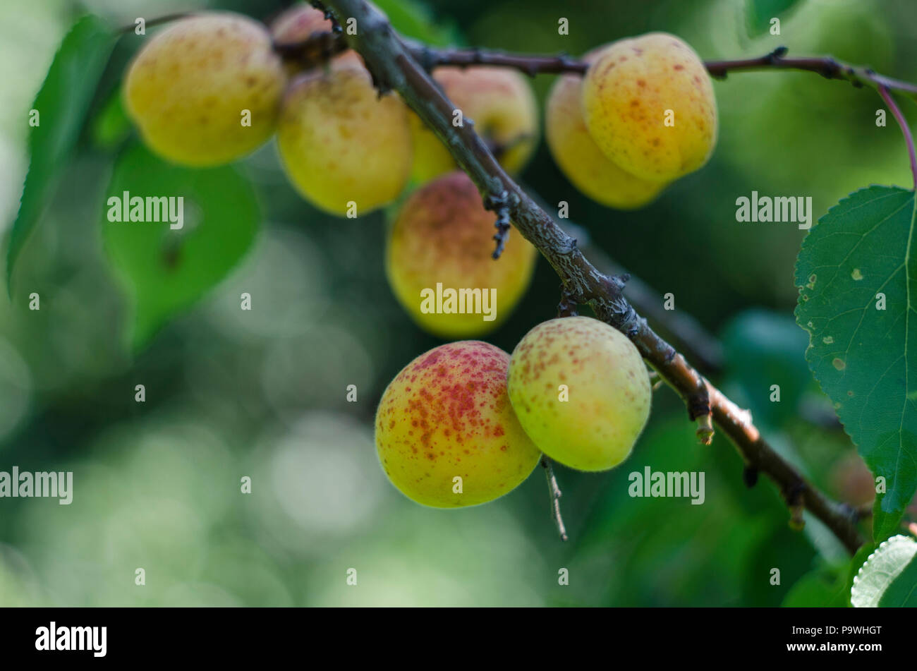 Apricottreebranch hi-res stock photography and images - Alamy