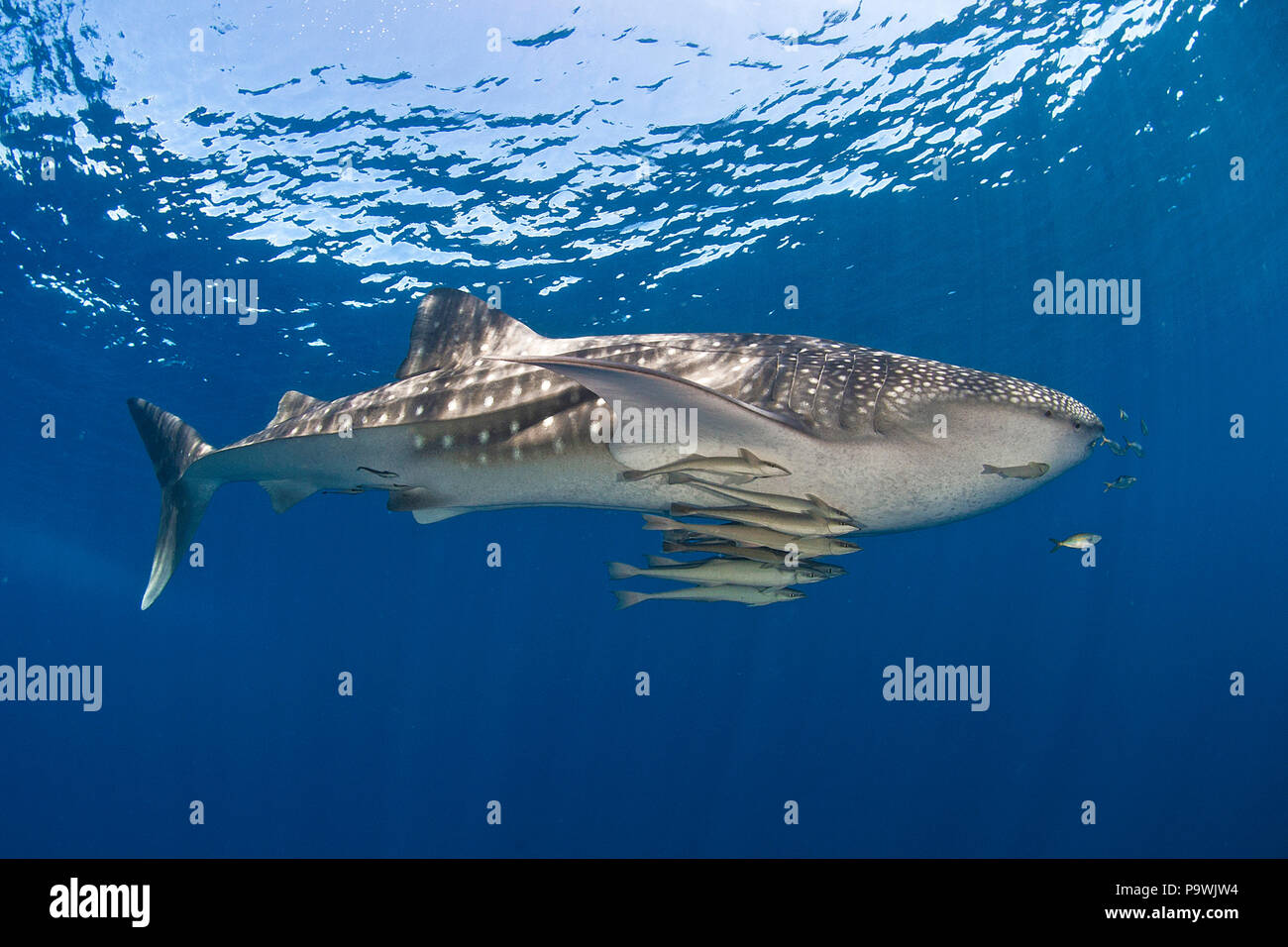 Sharksuckers High Resolution Stock Photography and Images - Alamy