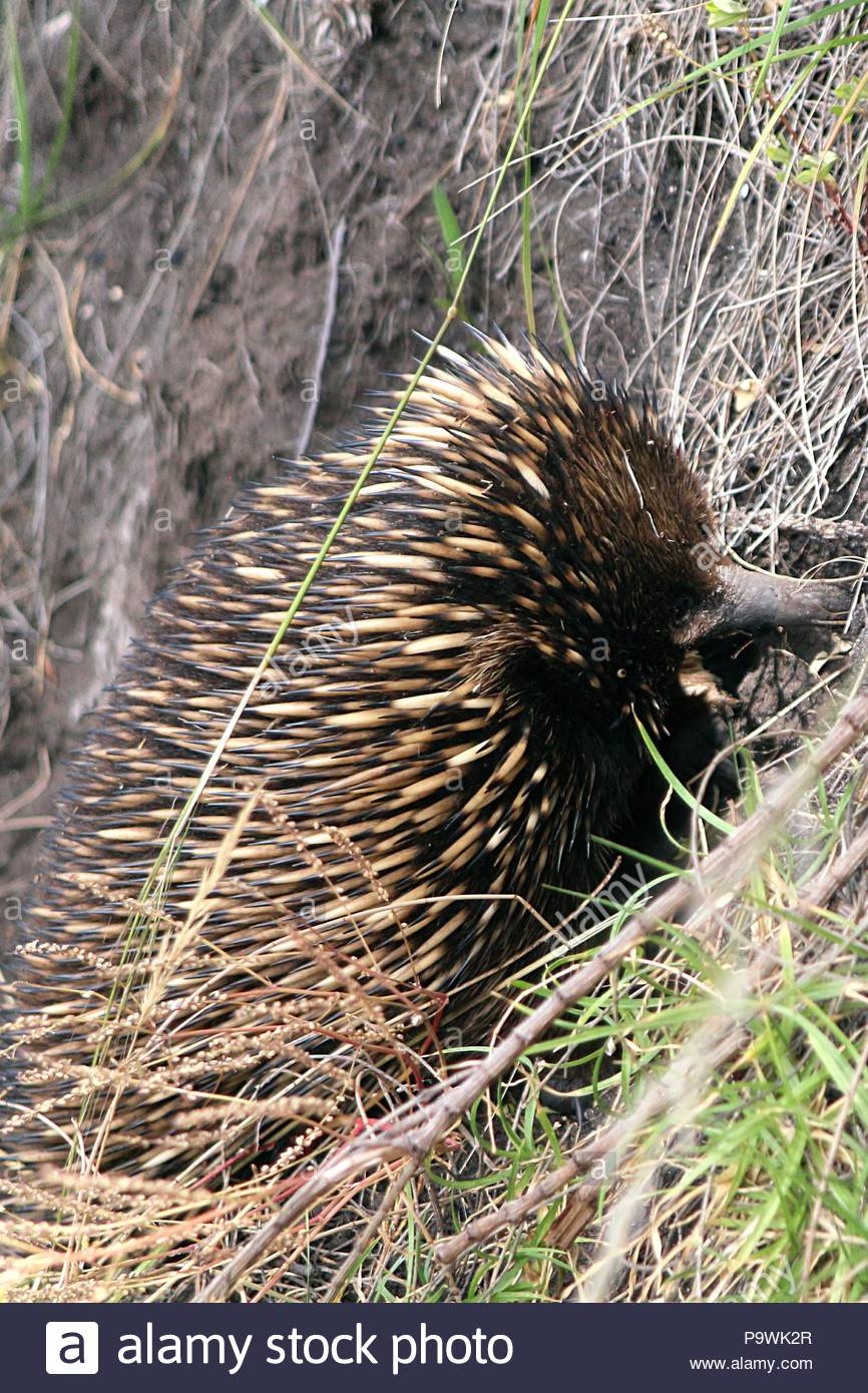 Echidna Egg Stock Photos & Echidna Egg Stock Images - Alamy