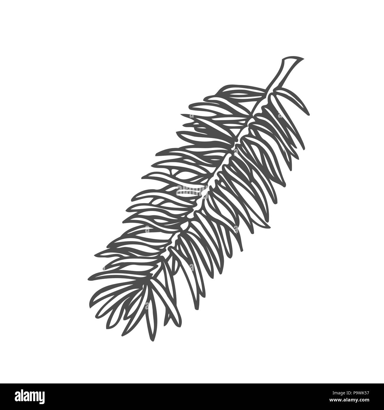 Pine Tree Leaves Drawing