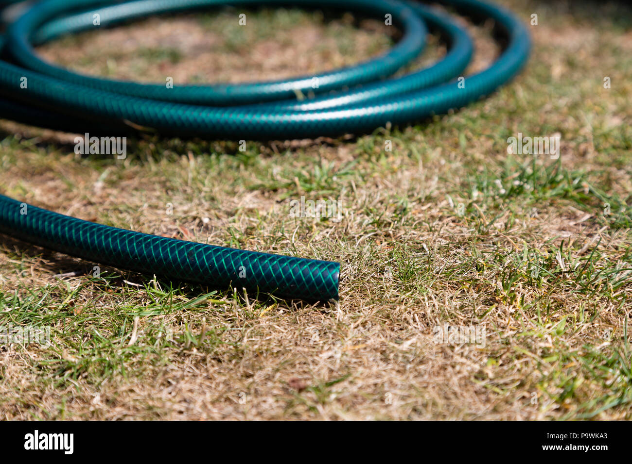 Hose lying on parched grass Stock Photo - Alamy