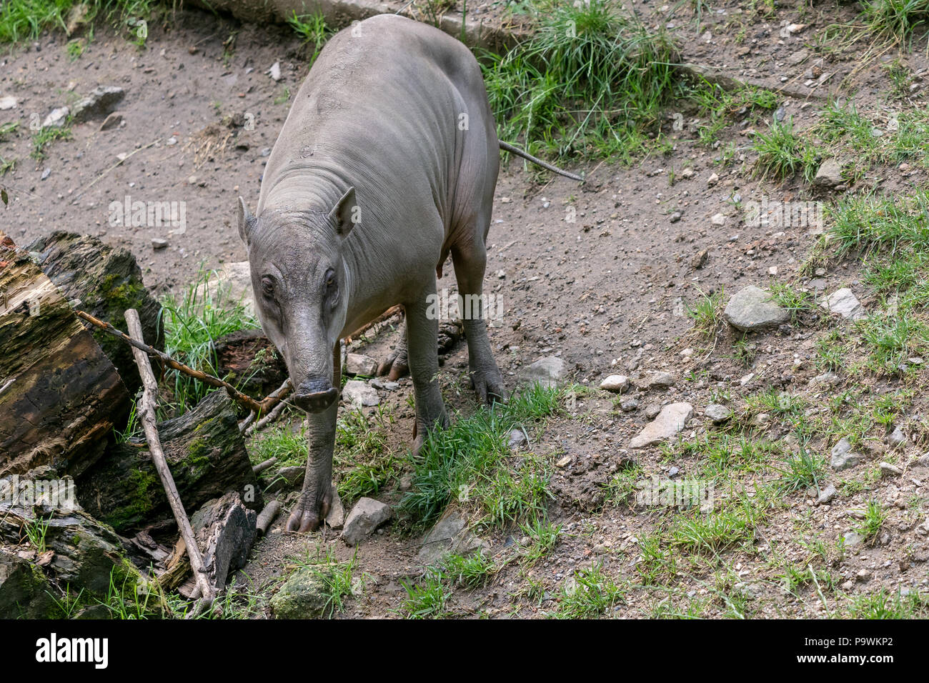 Babirusa Celebes (Babyrousa babyrussa) endangered animal species ...