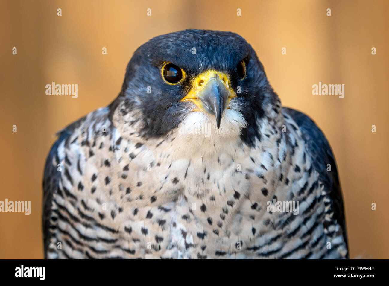 The peregrine falcon (Falco peregrinus) bird of prey portrait Stock ...