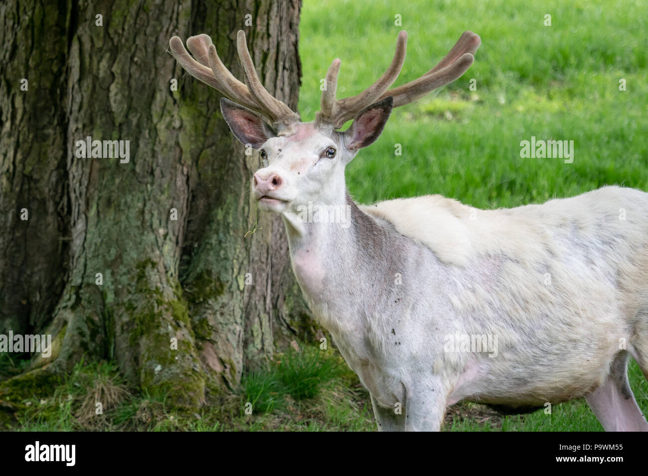 White fallow deer in nature. Rare albino fallow deer (Dama dama ...