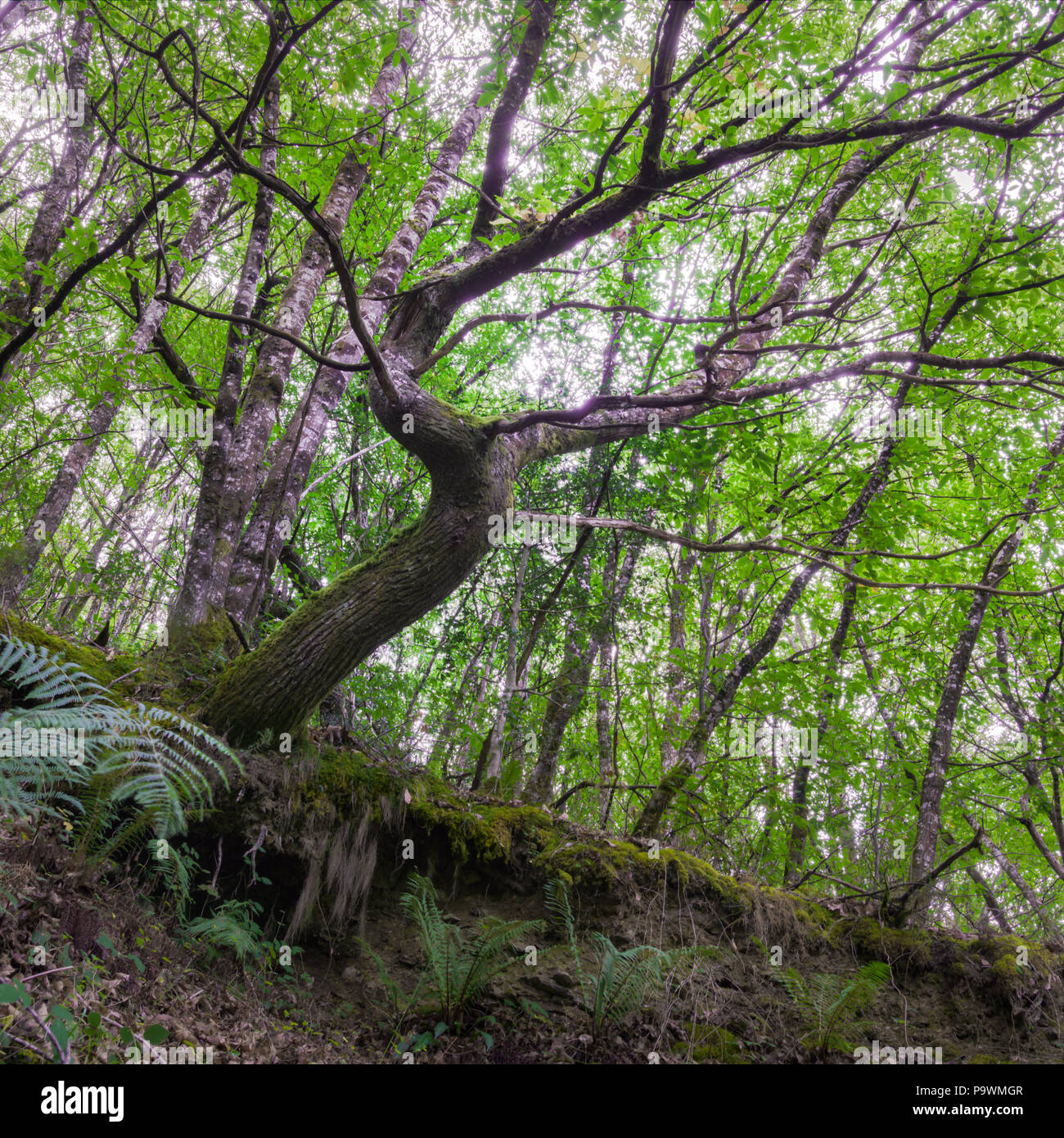 A tree with the sinuous trunk in an oak forest in Galicia Stock Photo ...