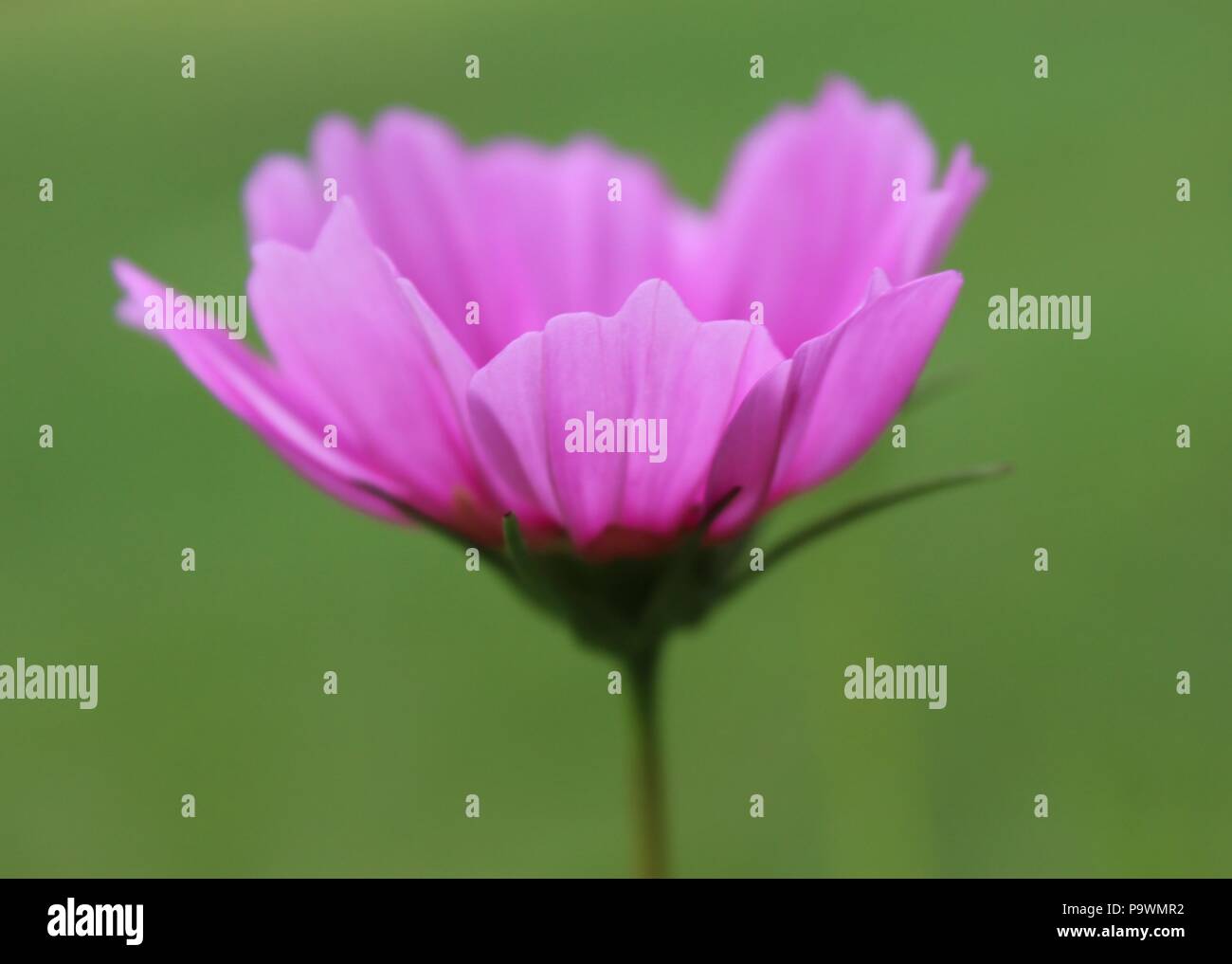 Bright Pink Cosmos Flower with Green Background Stock Photo - Alamy