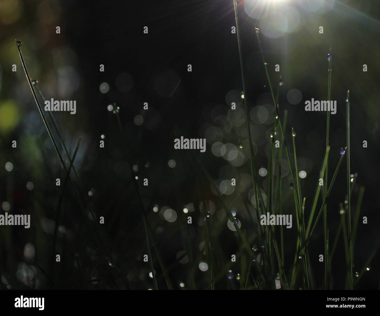 Dewdrops and grass hi-res stock photography and images - Alamy