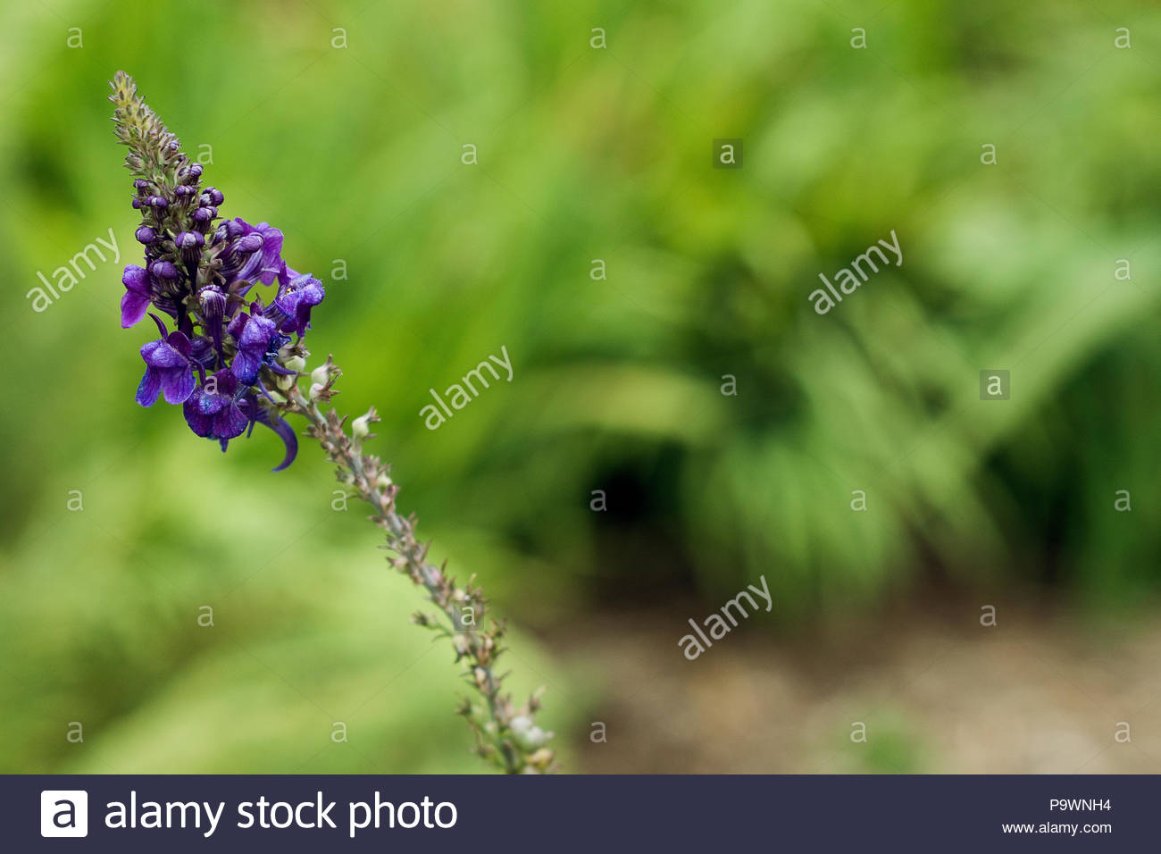 Adenophora Stock Photos & Adenophora Stock Images - Alamy