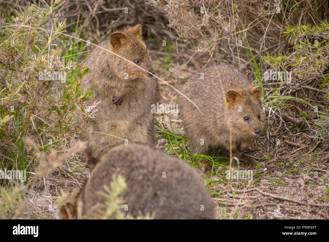 Quokka family hi-res stock photography and images - Alamy