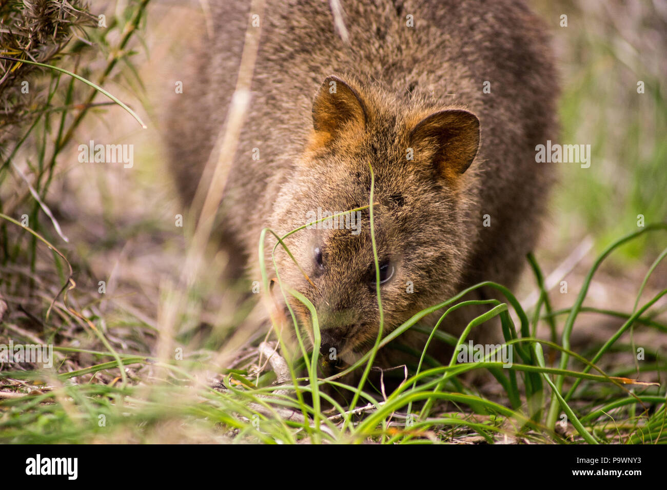 Quokkas hi-res stock photography and images - Alamy