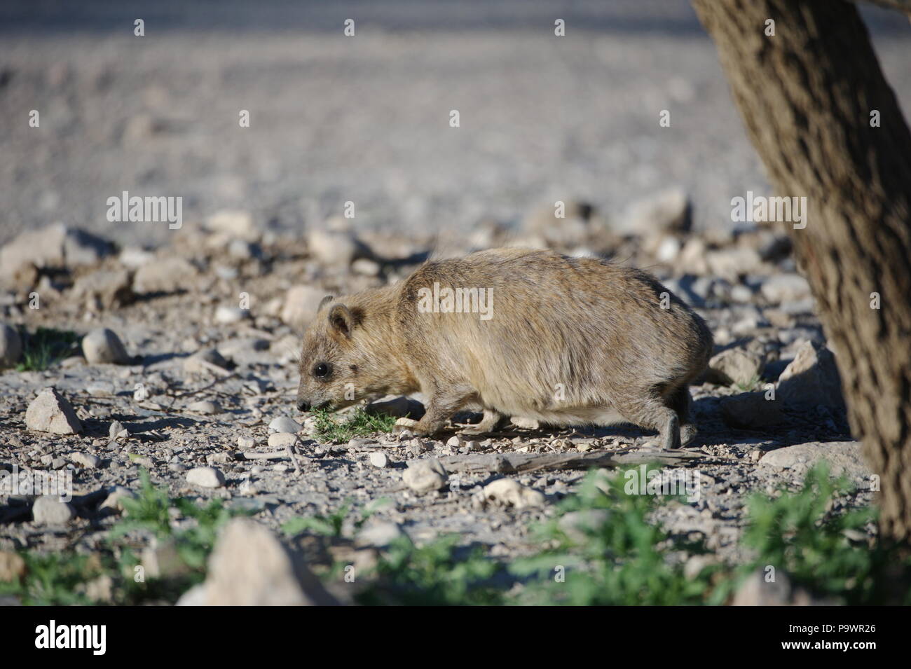 Rabbit outdoor backyard hi-res stock photography and images - Alamy