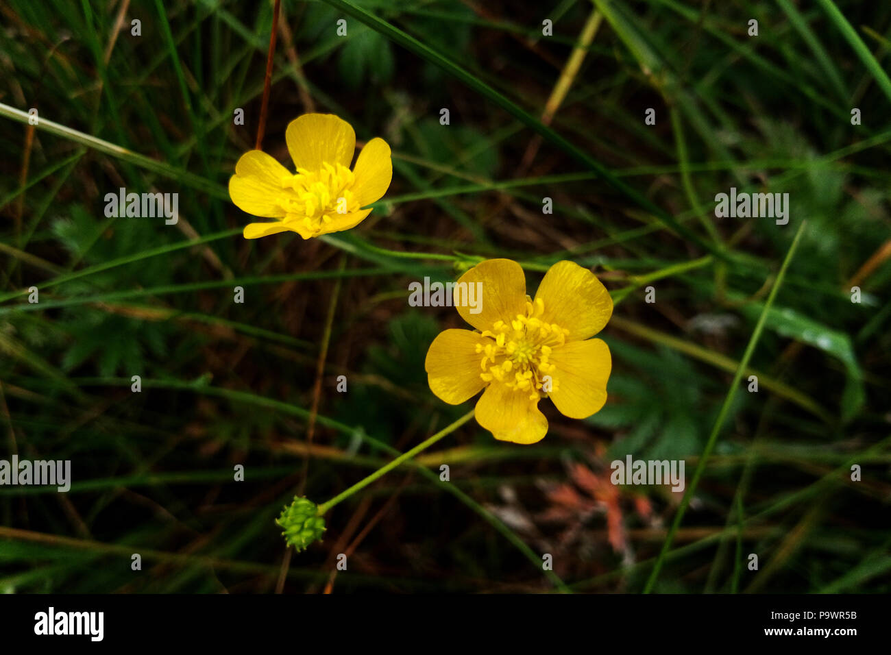 Ranunculus acris garden hi-res stock photography and images - Alamy
