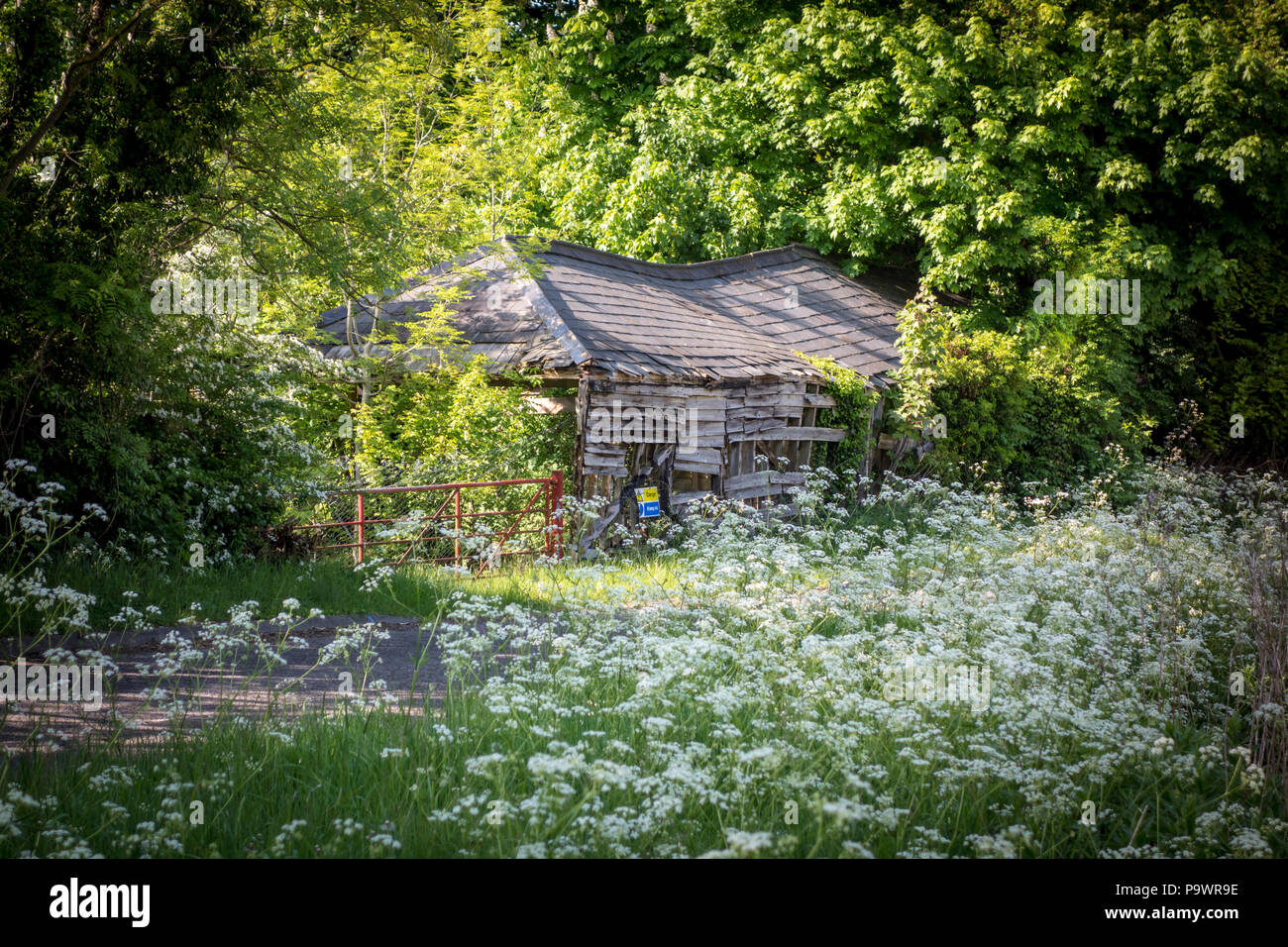 Abandoned delipidated barn in overgrown countryside Stock Photo - Alamy