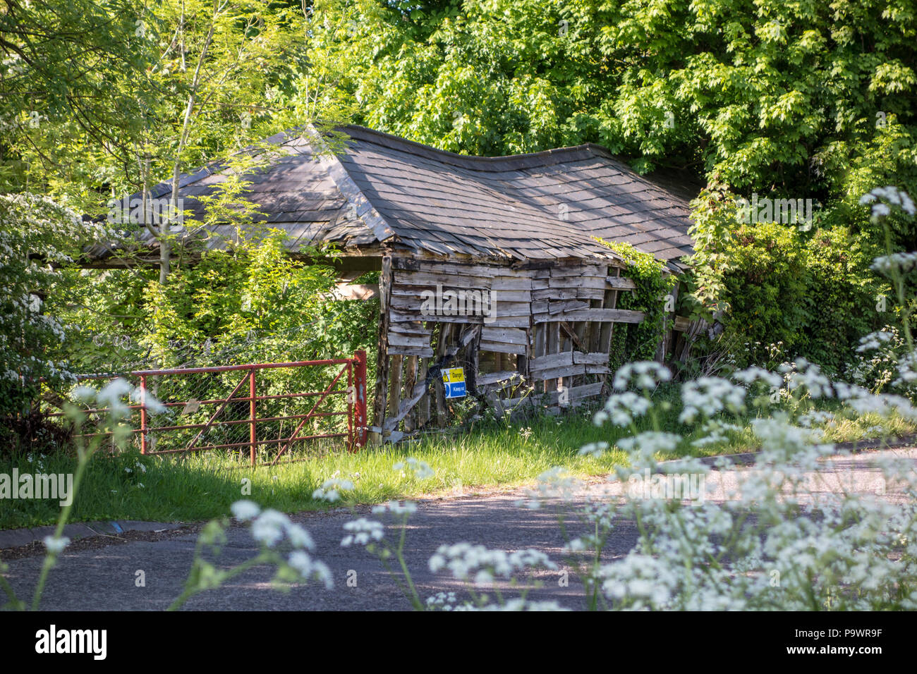 Abandoned delipidated barn in overgrown countryside Stock Photo - Alamy