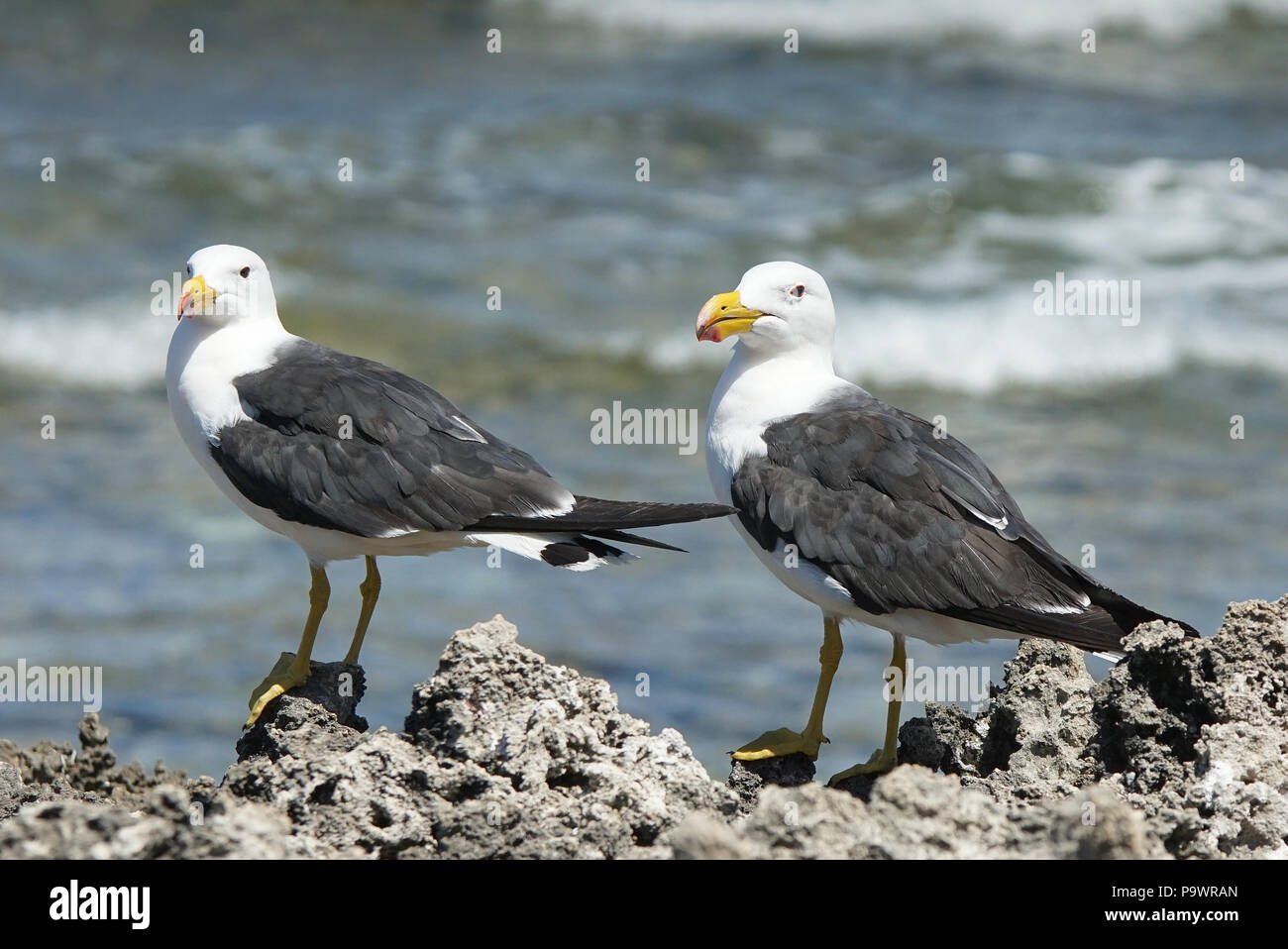 Pacific Gull, Larus pacificus, photo was taken in the Leeuwin ...