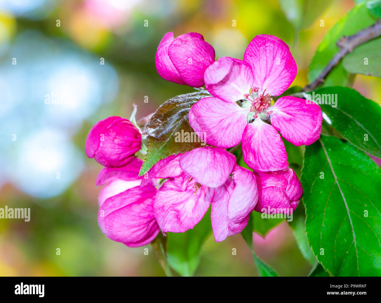 Pink apple blossoms of a flowering tree Stock Photo - Alamy