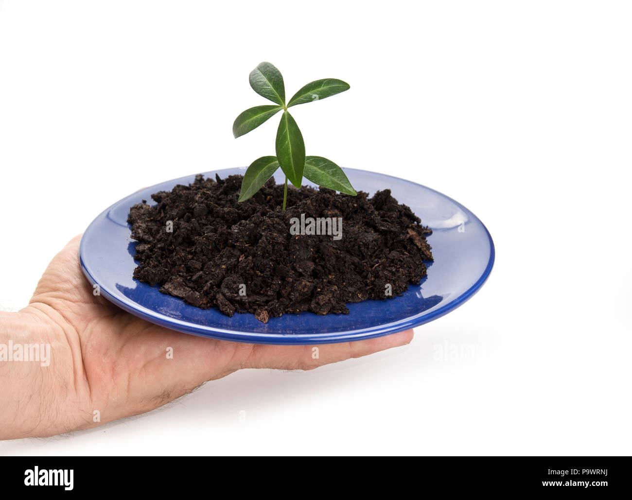 Young plant growing on the plate. New life or new beginning concept ...