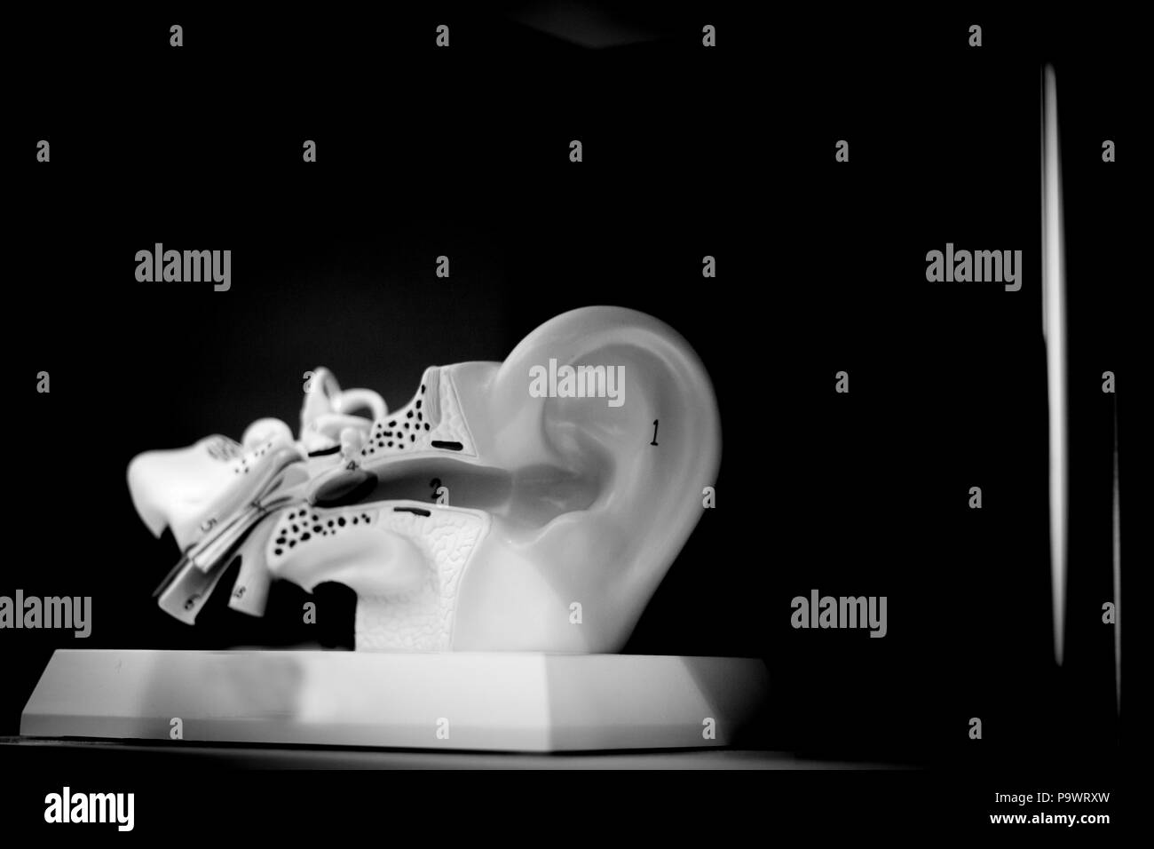 Anatomy of the human ear with the internal parts that form it. No ...