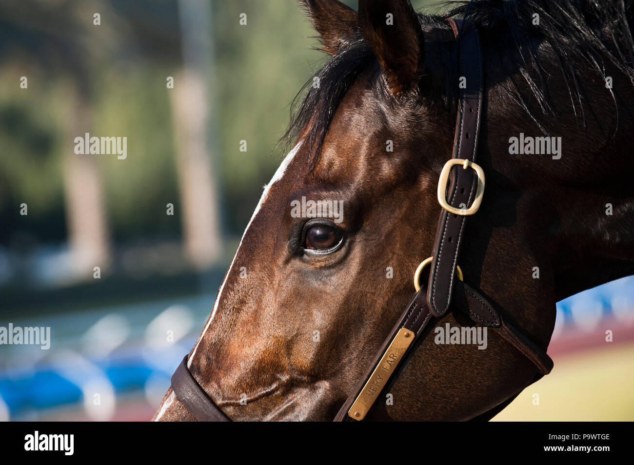 Sideview of horse hi-res stock photography and images - Alamy