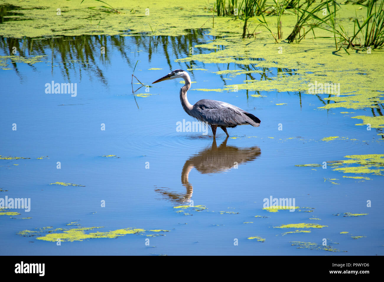 Great blue heron in a marsh Stock Photo - Alamy
