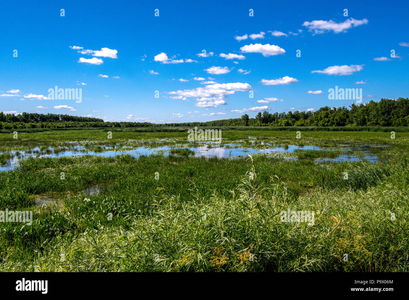 Marsh in a forest hi-res stock photography and images - Alamy