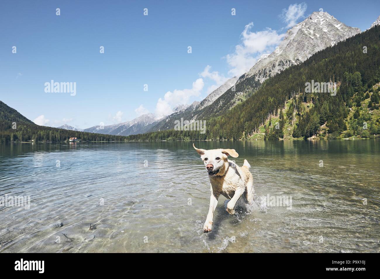 Happy labrador retriever hi-res stock photography and images - Alamy