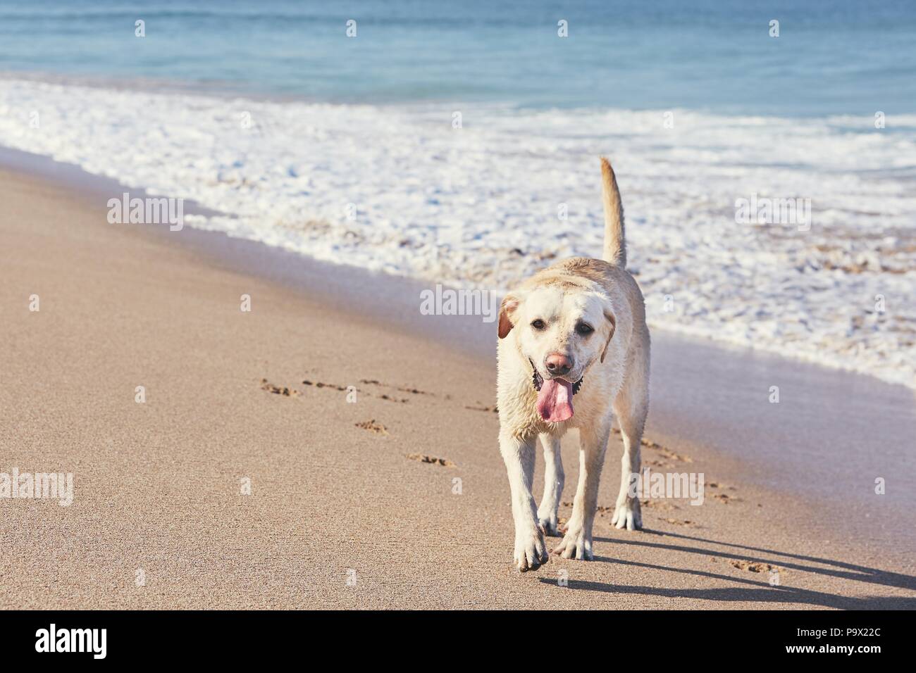 Labrador dog on the beach hi-res stock photography and images - Alamy