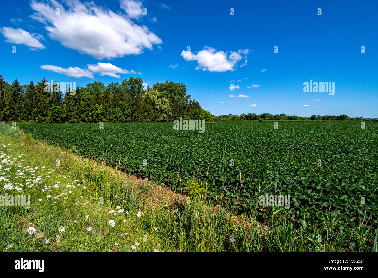 Scene of a varied vegetation with blue sky in summer Stock Photo - Alamy
