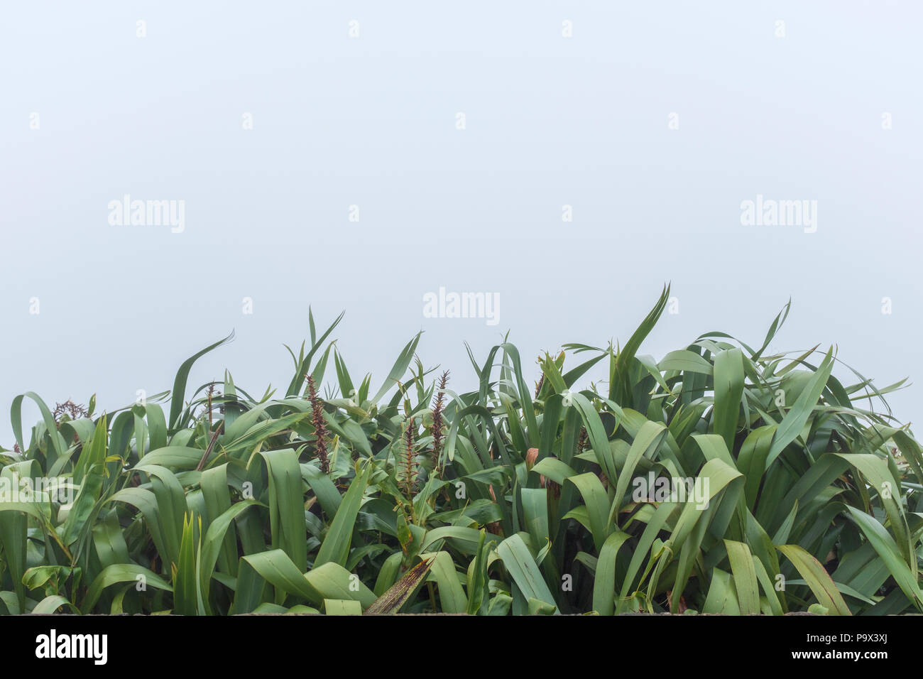 Corn field in fog Stock Photo - Alamy