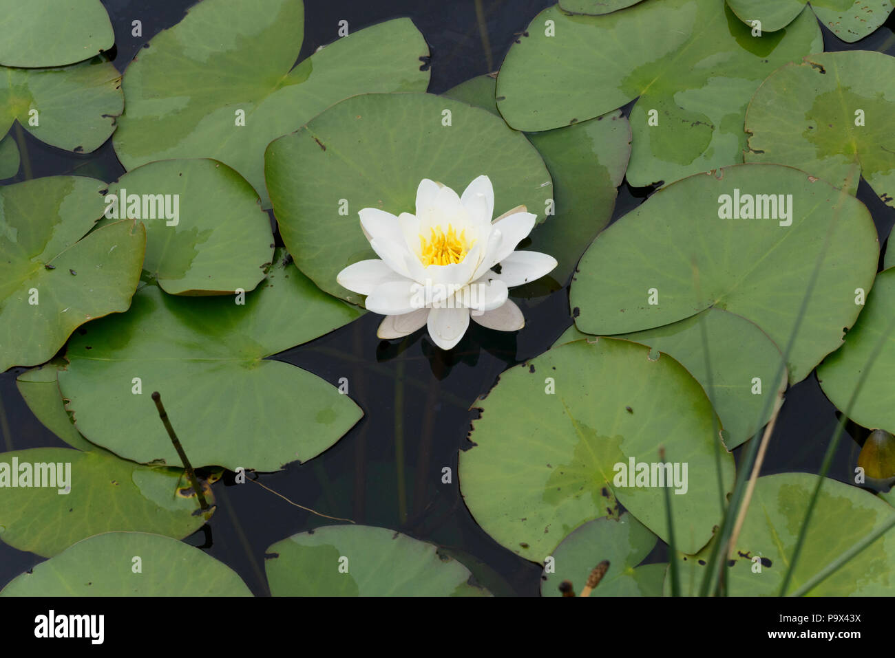 White Water-lily (Nymphaea alba) with flower and leaves Stock Photo - Alamy