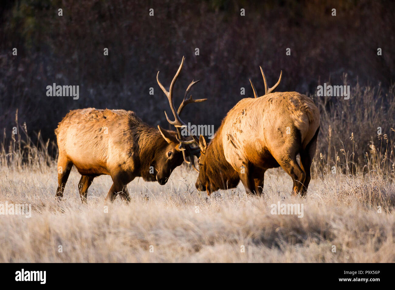 Banff national park wildlife hi-res stock photography and images - Alamy