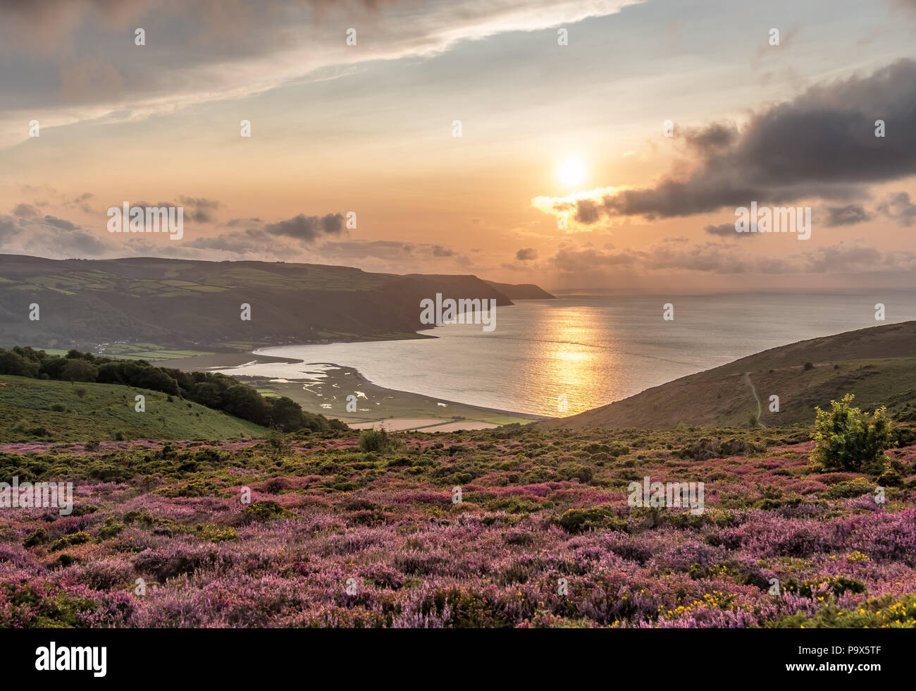 Gorse And Ling High Resolution Stock Photography and Images - Alamy