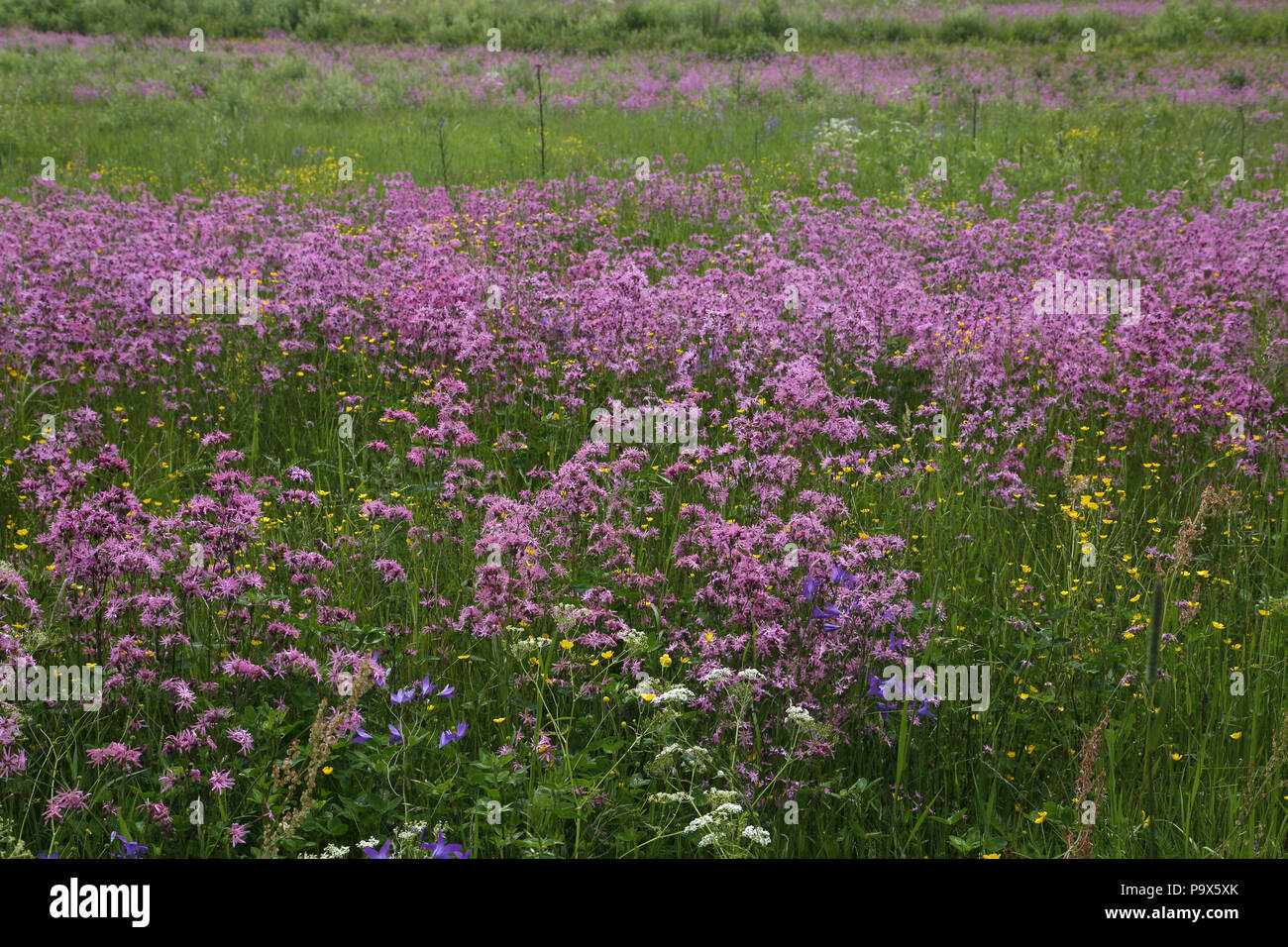 Ragged robin (lychnis) hi-res stock photography and images - Alamy