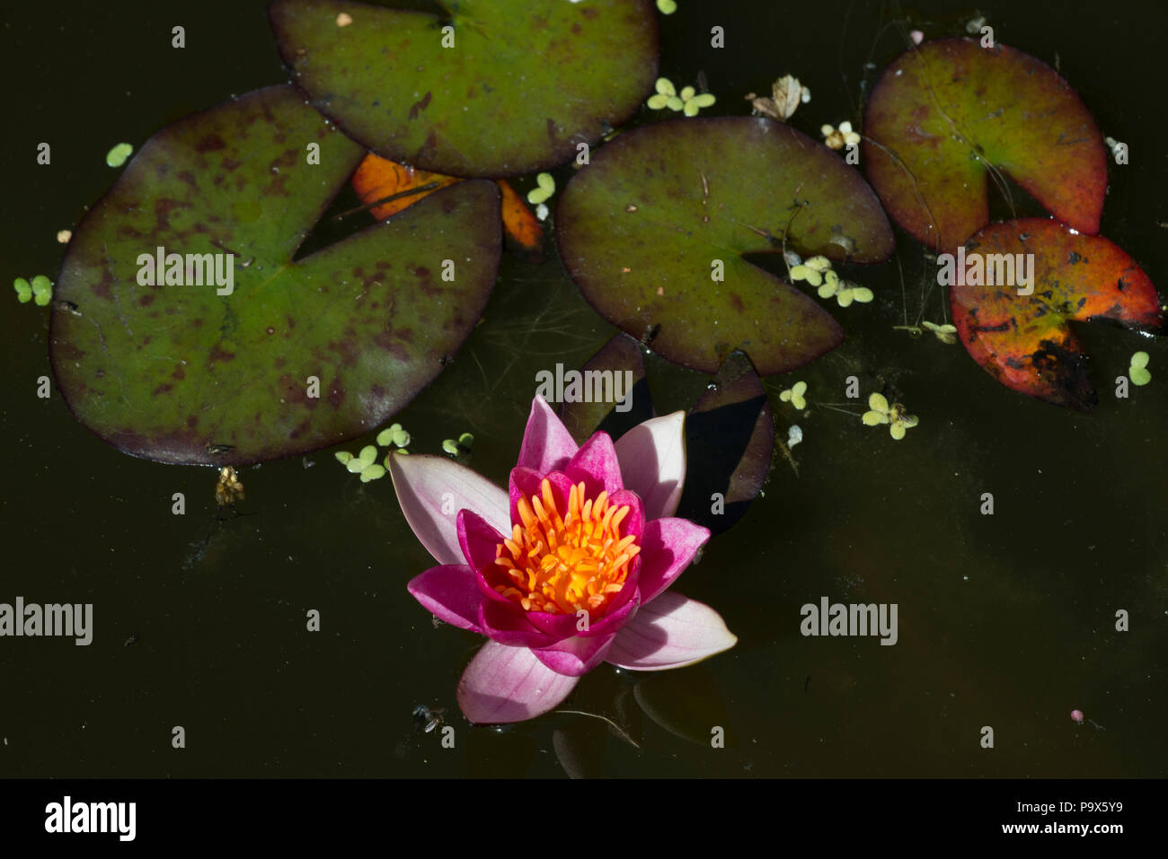 Dwarf Water Lily (Nymphaea Pygmaea Rubra Stock Photo - Alamy