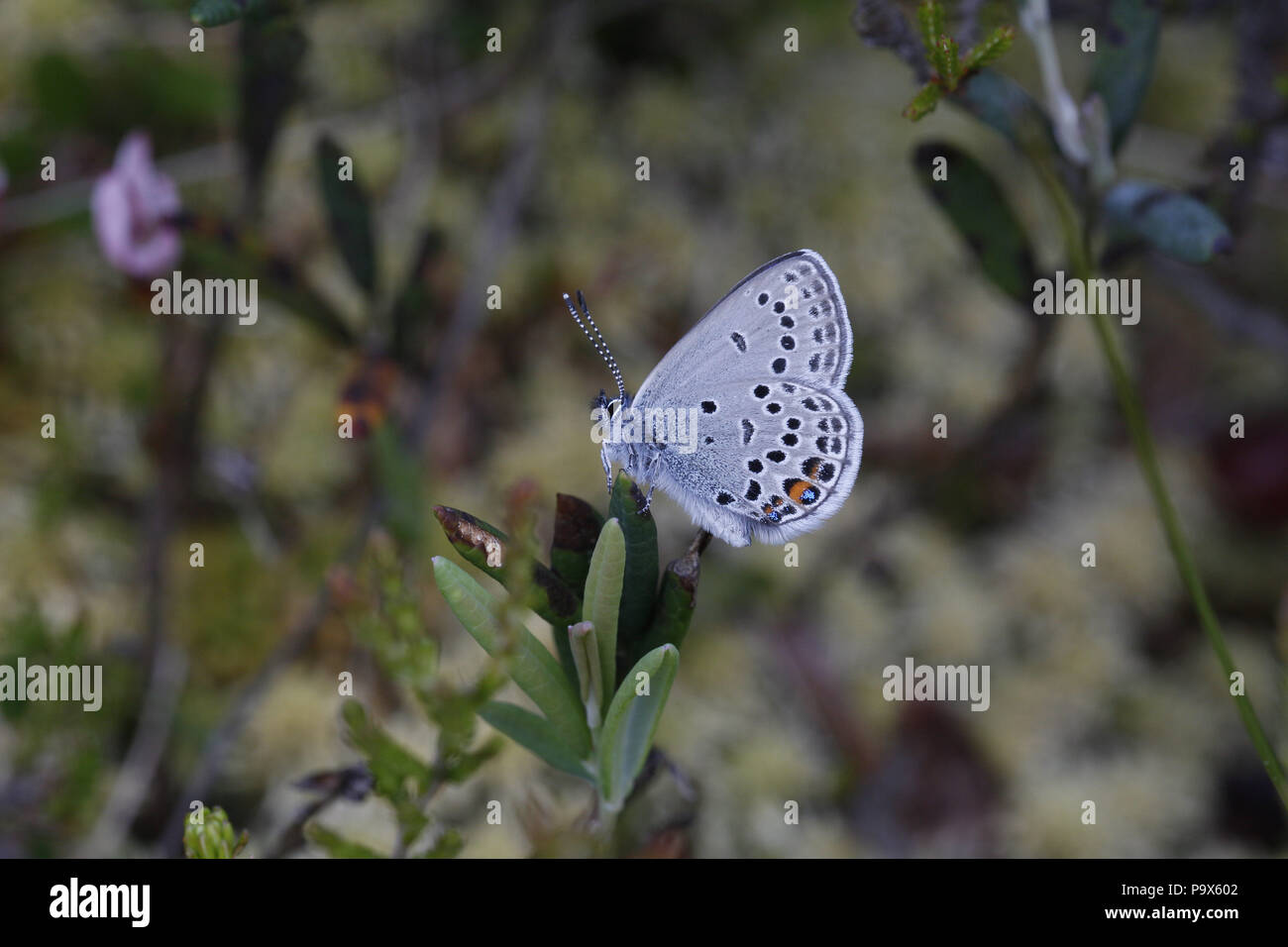 Cranberry Blue, Plebejus optilete Stock Photo - Alamy
