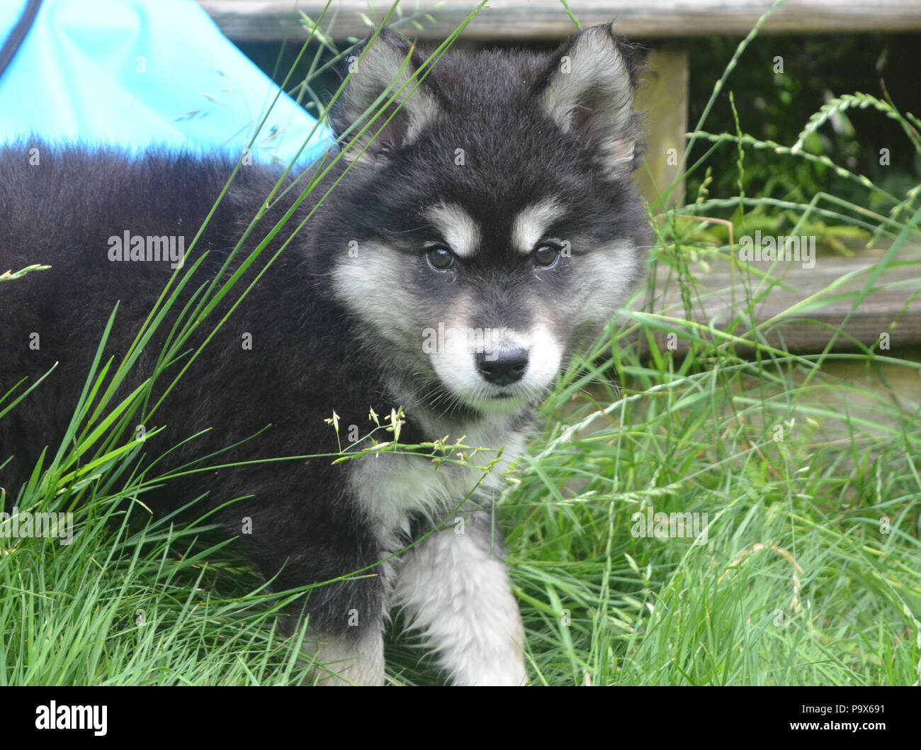 Really sweet face of an Alusky puppy dog Stock Photo - Alamy