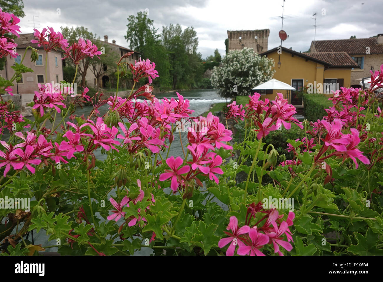 selective focus on geranium flowers in Borghetto, Italy Stock Photo - Alamy
