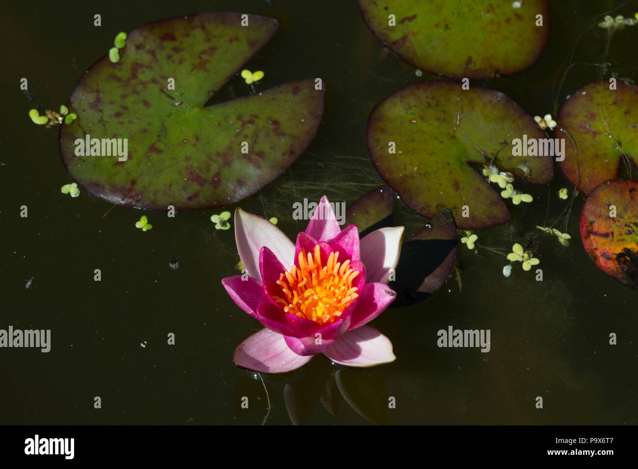 Dwarf Water Lily (Nymphaea Pygmaea Rubra Stock Photo - Alamy