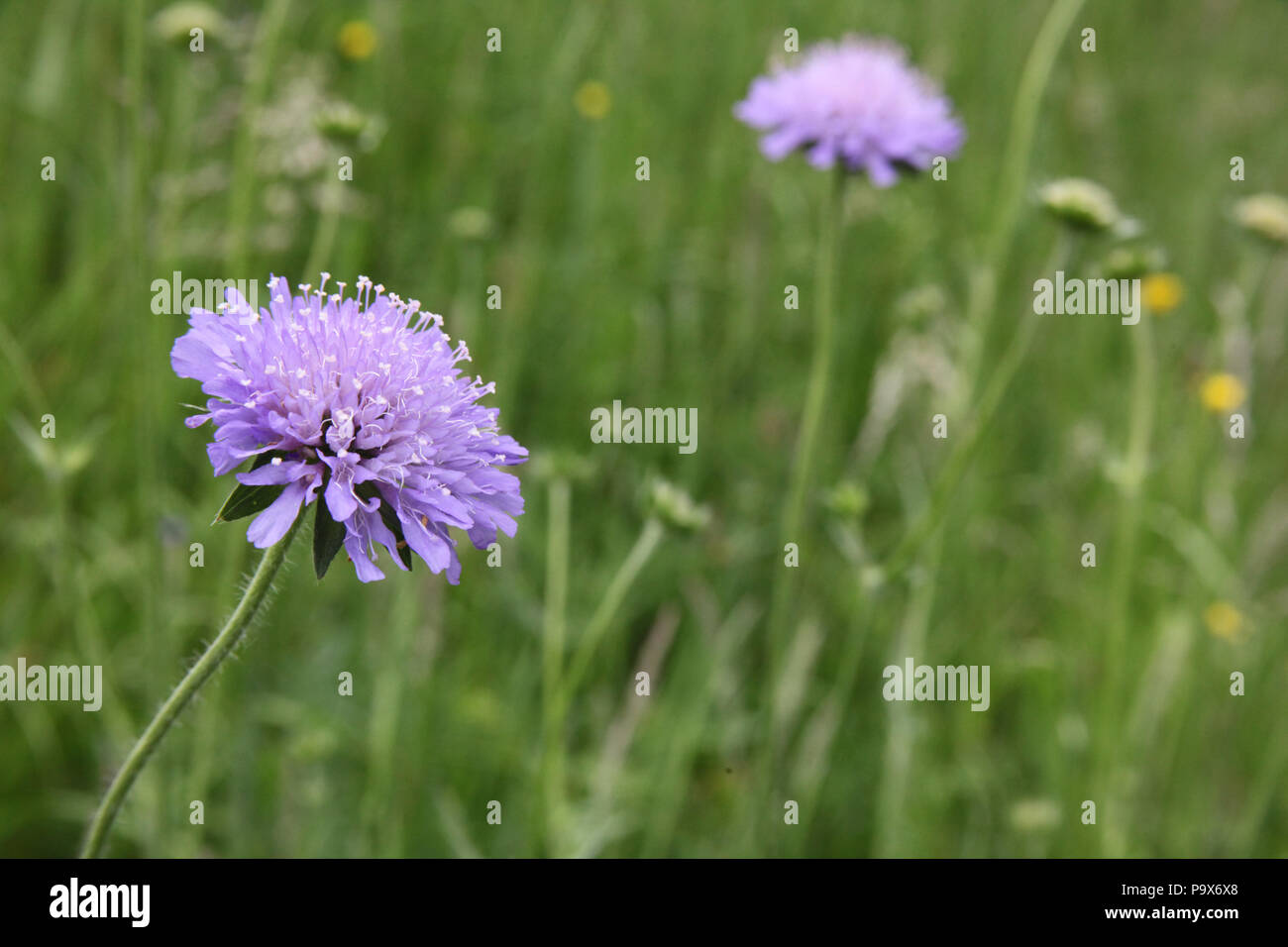 Field scabious growing wild, a lilac flower Stock Photo - Alamy