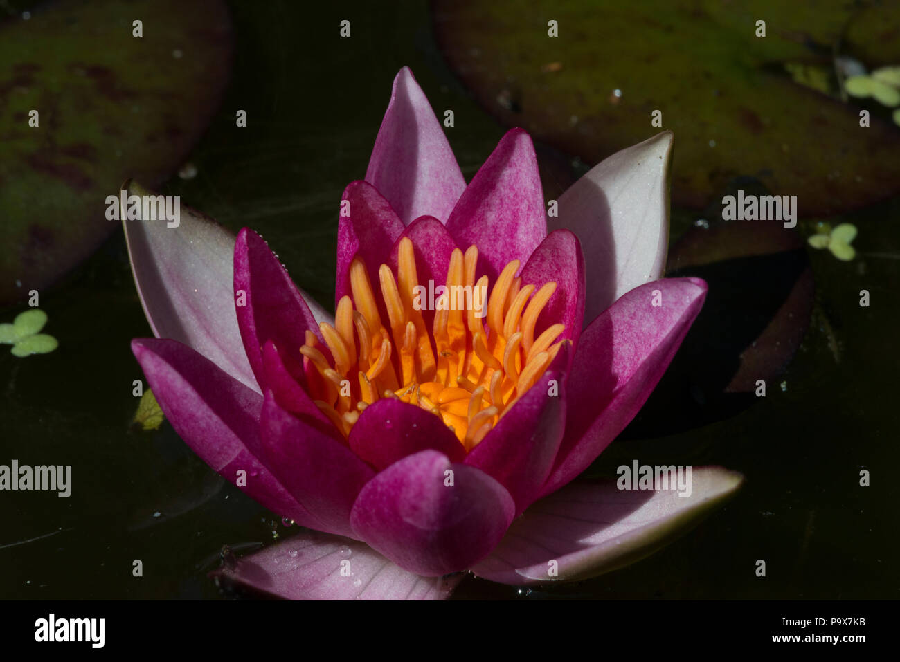 Dwarf Water Lily (Nymphaea Pygmaea Rubra Stock Photo - Alamy