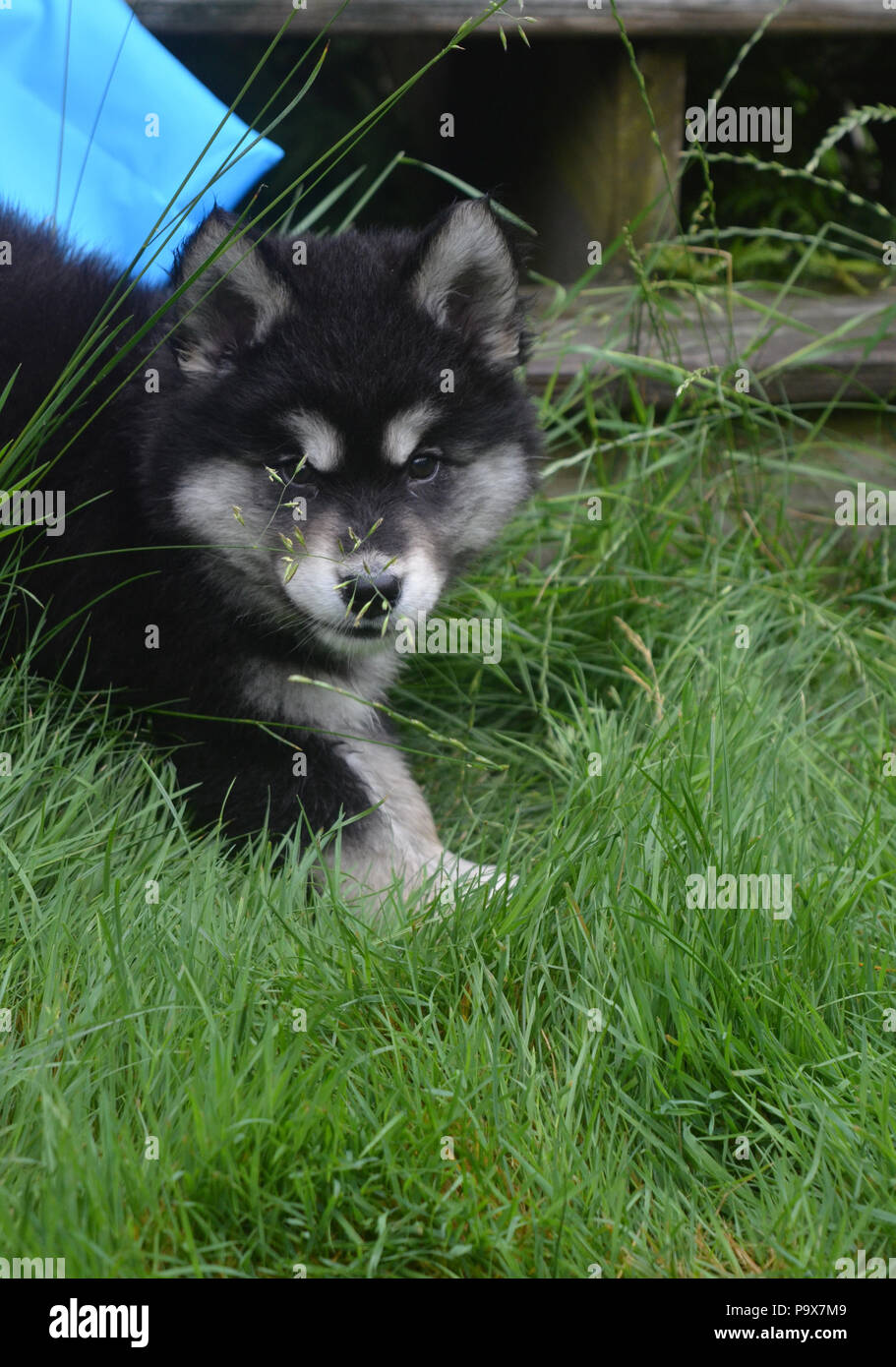 Adorable alusky puppy peaking out in tall grass Stock Photo - Alamy