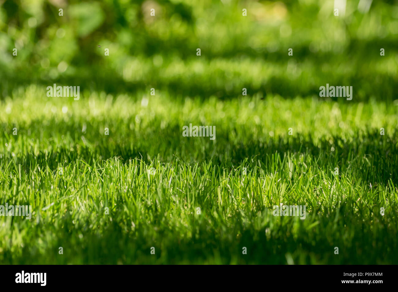 Mowed area hi-res stock photography and images - Alamy