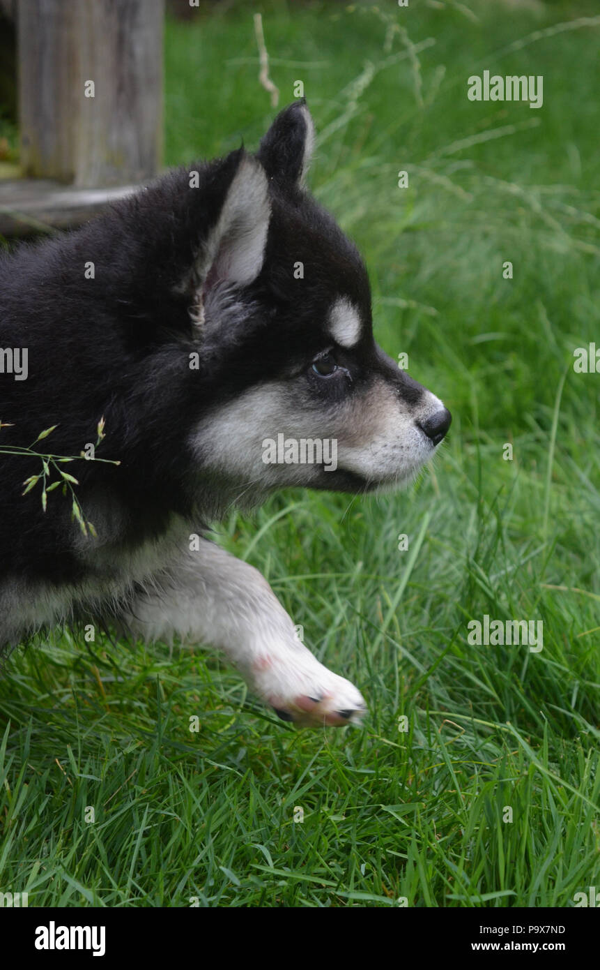 Black Wolf Dog Hybrid Puppies