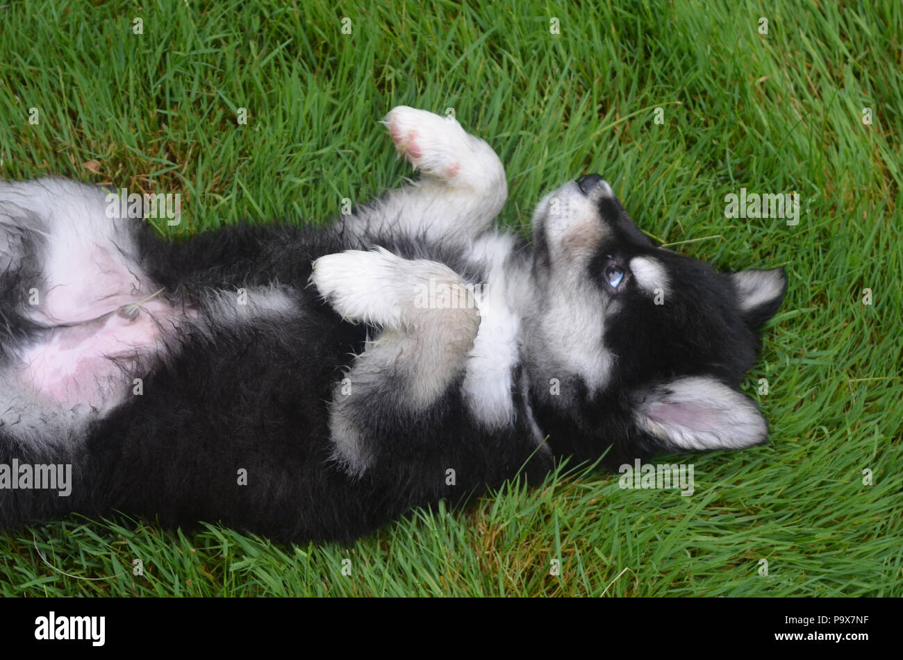 Wolf Rolling On Back