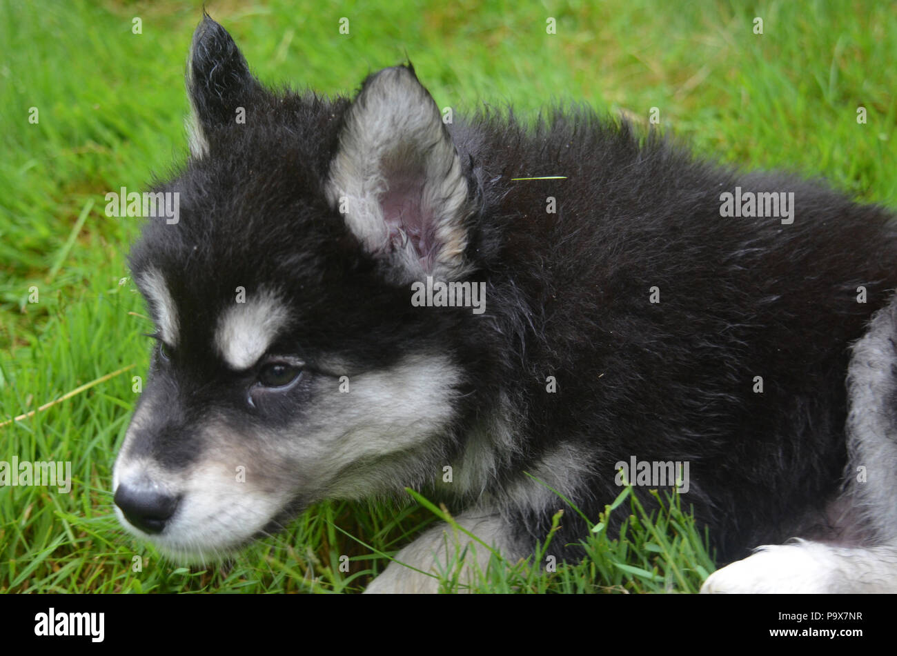 Adorable sweet face of an alusky puppy dog Stock Photo - Alamy