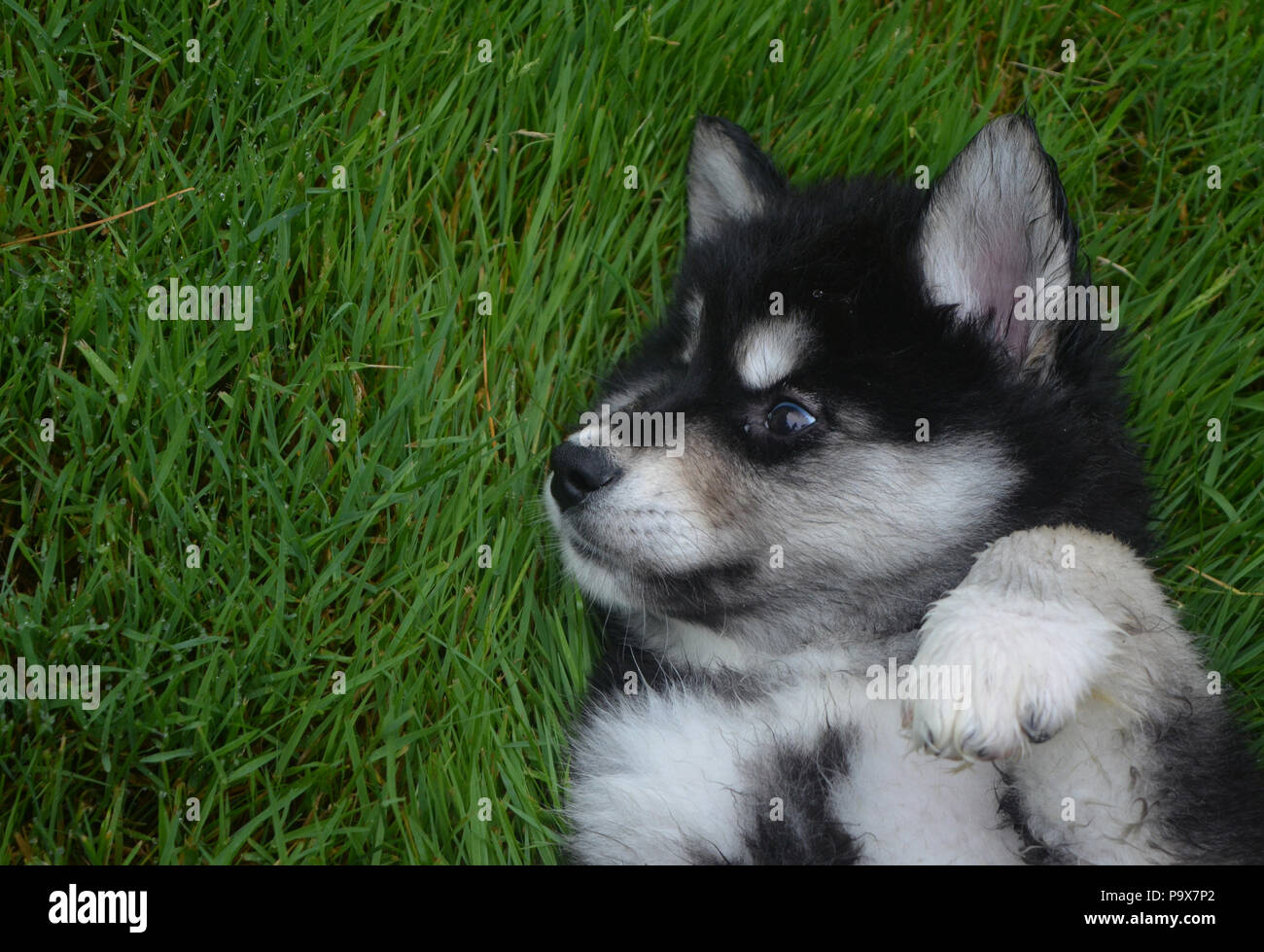 Purebred dog rolling in grass hi-res stock photography and images - Alamy