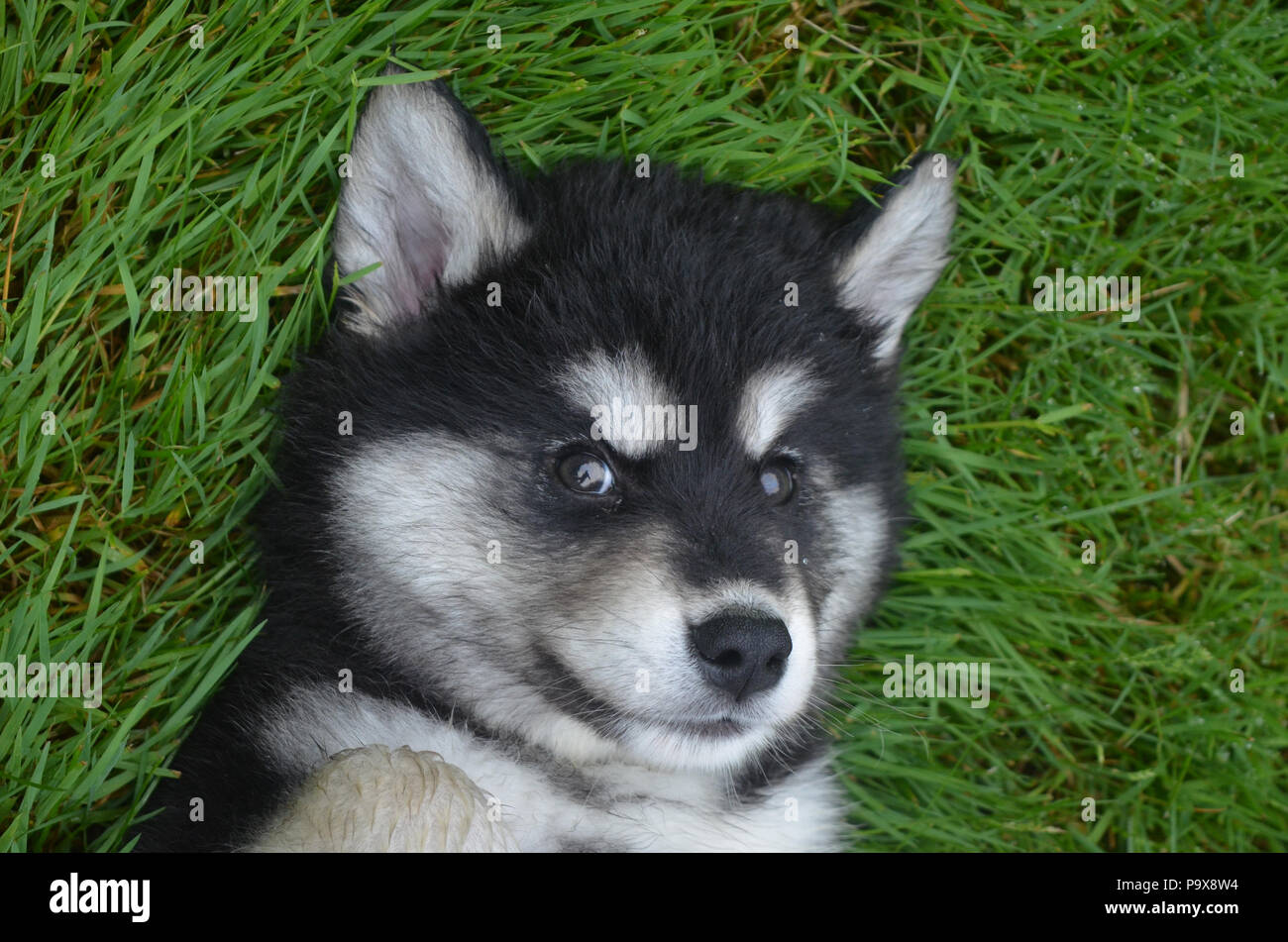 Cute face of an eight week old puppy dog on his back Stock Photo - Alamy