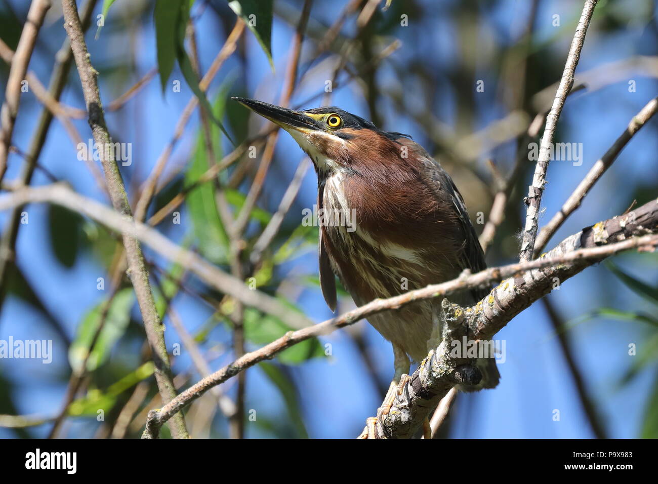 Adult Green Heron keeping watch over a nest Stock Photo - Alamy