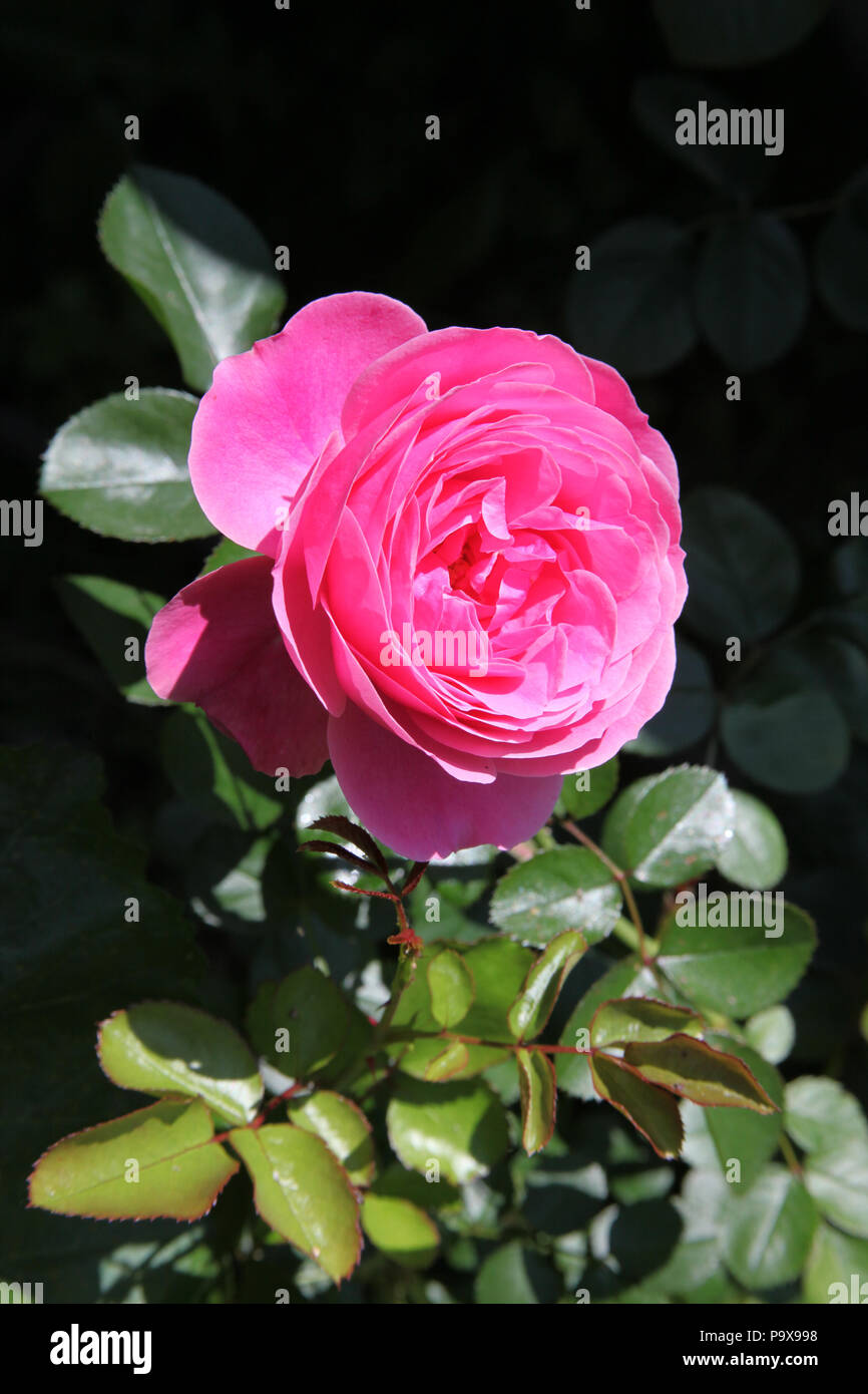 Pretty pink flower hi-res stock photography and images - Alamy