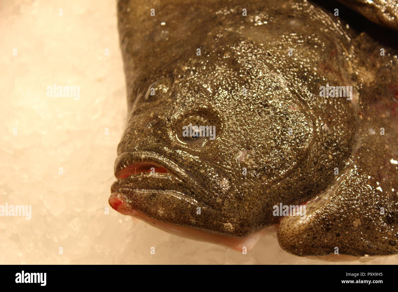 Turbot Fish High Resolution Stock Photography and Images - Alamy
